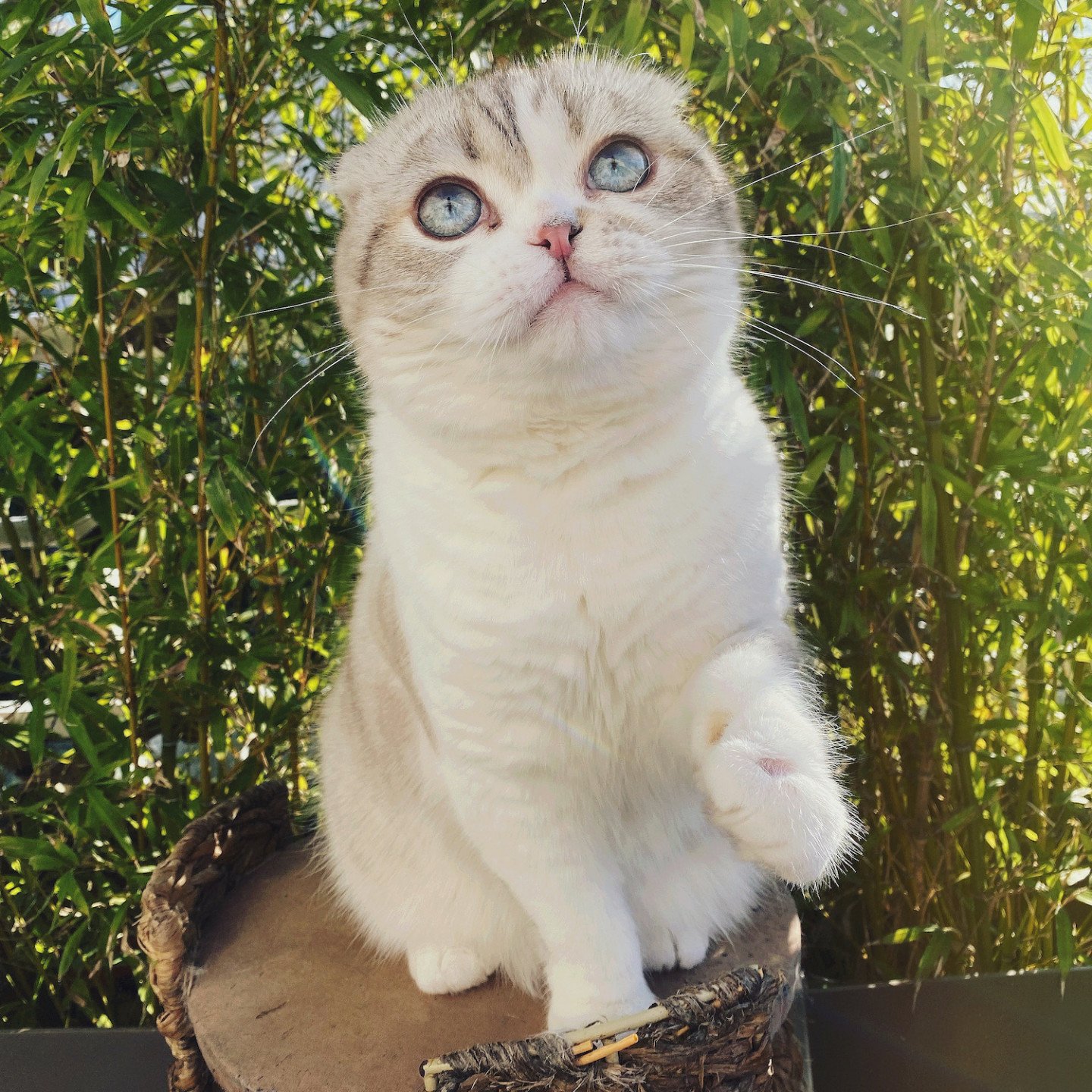 Ebisu de Nekobaa - Chaton Scottish Fold Dordogne | Chatterie Nekobaa
