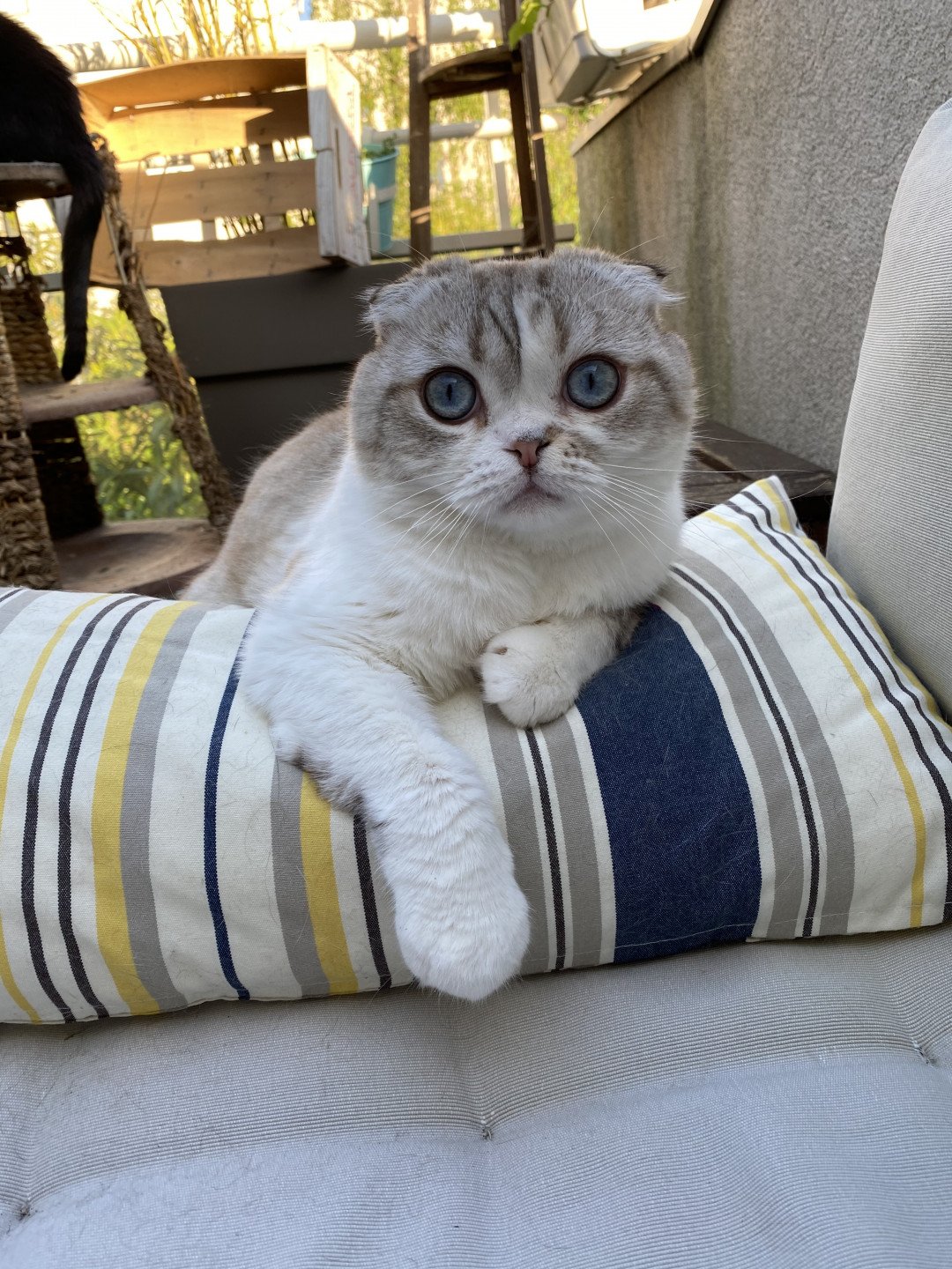 Ebisu de Nekobaa - Chaton Scottish Fold Dordogne | Chatterie Nekobaa