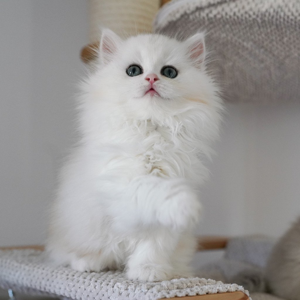 To Jin de Nekobaa - Chaton Highland Straight Dordogne