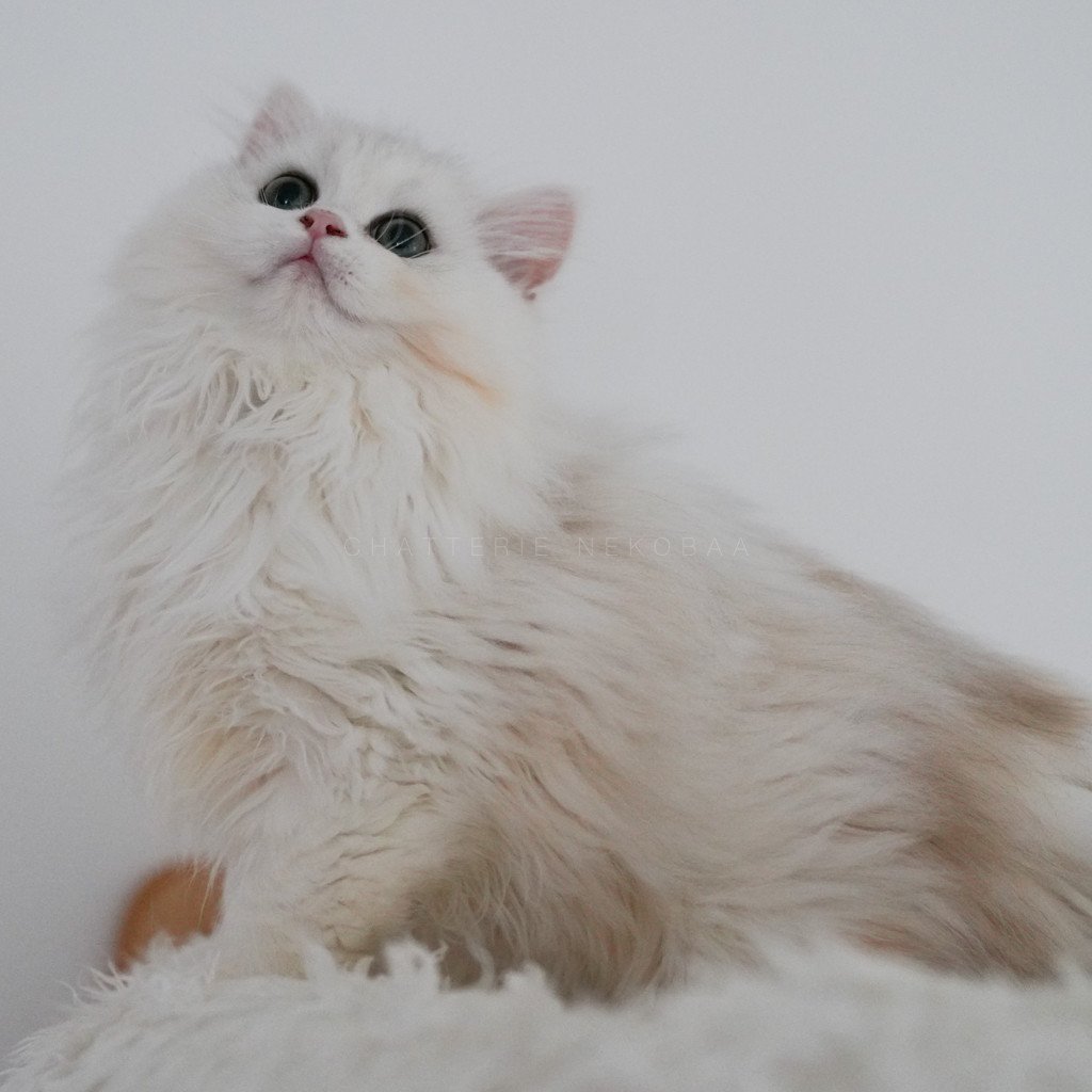 To Jin de Nekobaa - Chaton Highland Straight Dordogne