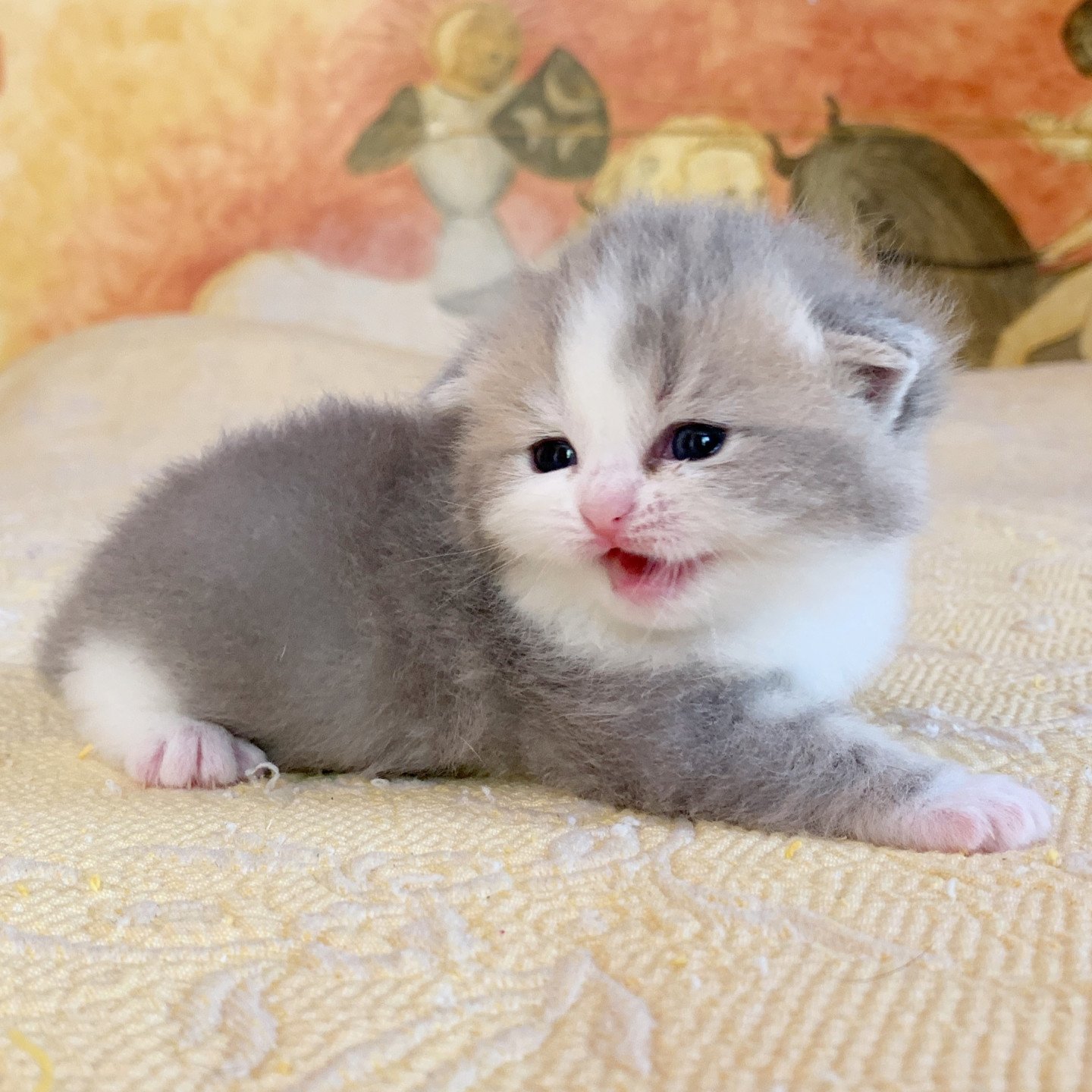 Linoa de Nekobaa - Chaton Scottish Fold Dordogne | Chatterie Nekobaa