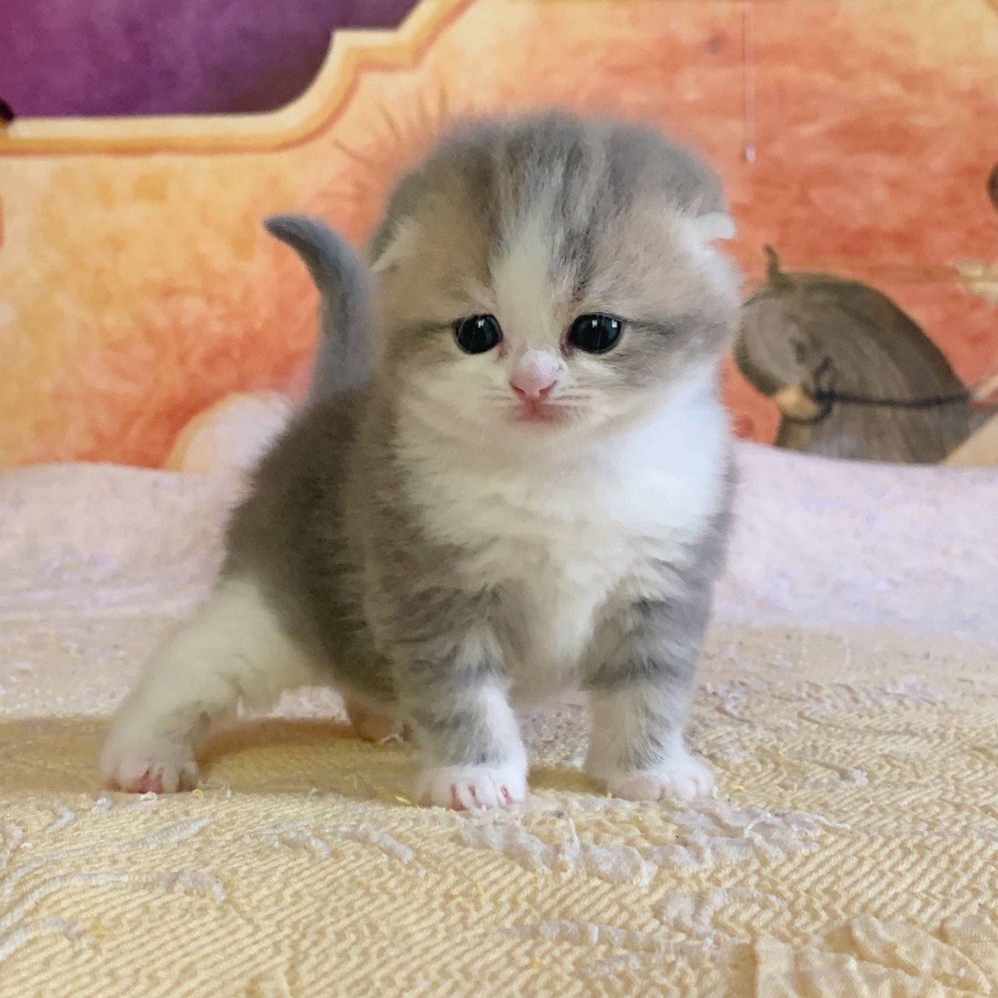 Linoa de Nekobaa - Chaton Scottish Fold Dordogne | Chatterie Nekobaa