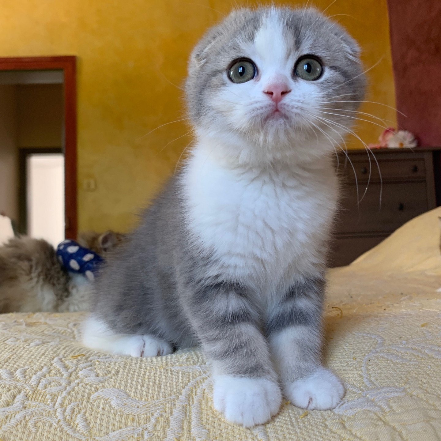 Linoa de Nekobaa - Chaton Scottish Fold Dordogne | Chatterie Nekobaa