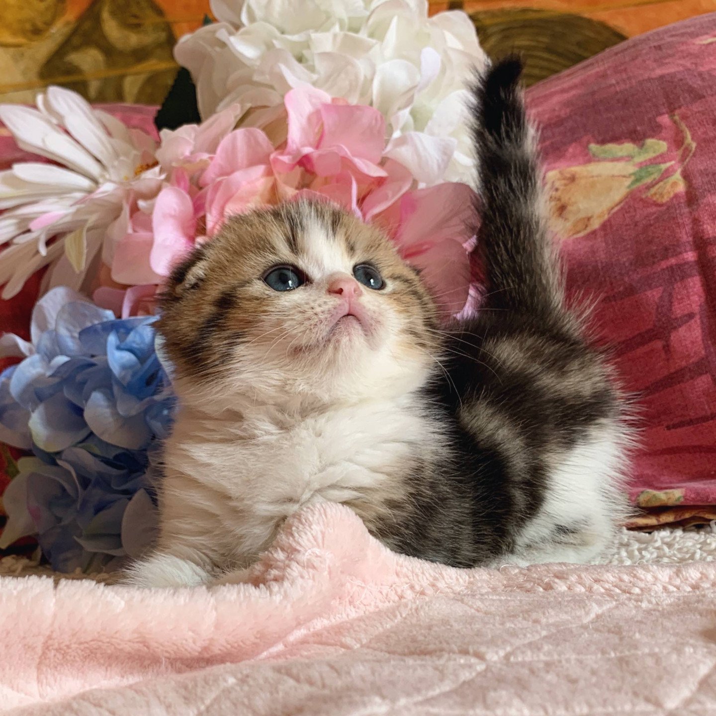 Livaï de Nekobaa - Chaton Scottish Fold Dordogne | Chatterie Nekobaa