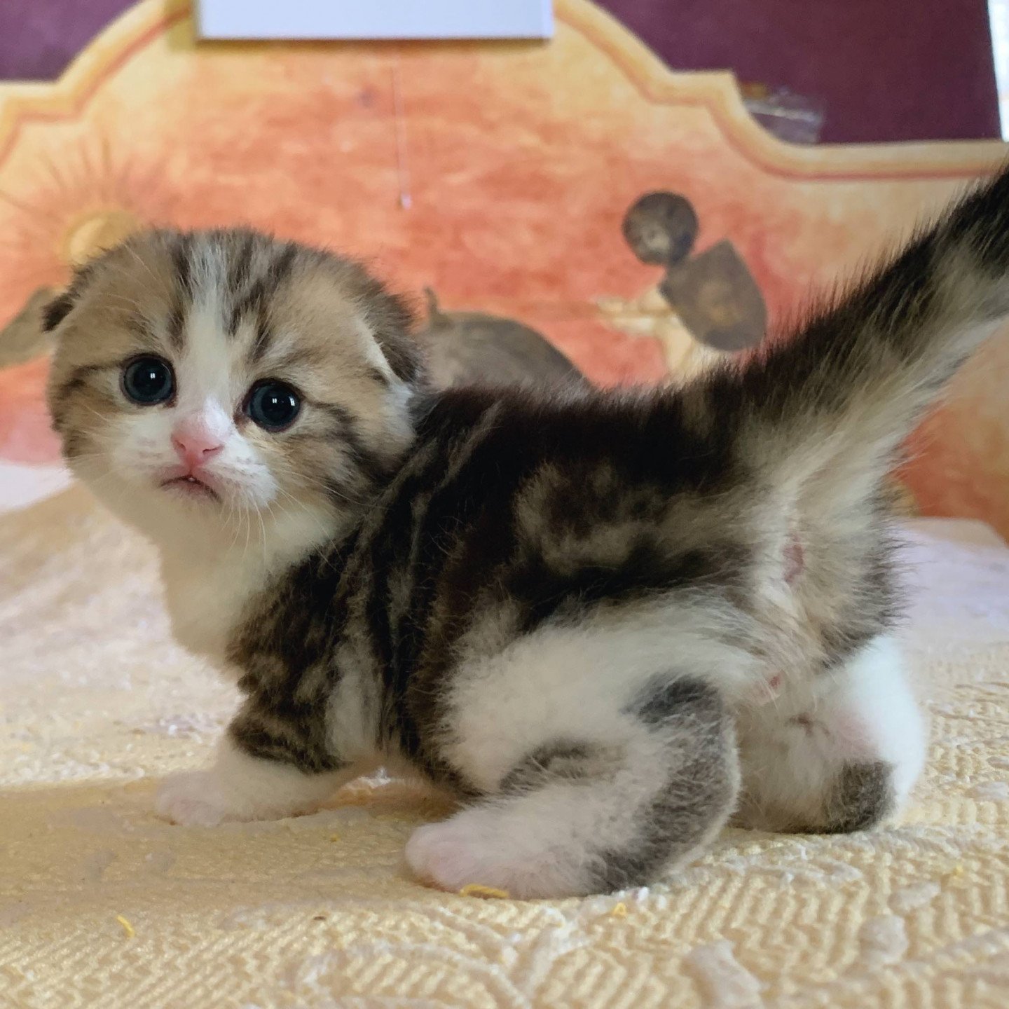 Livaï de Nekobaa - Chaton Scottish Fold Dordogne | Chatterie Nekobaa