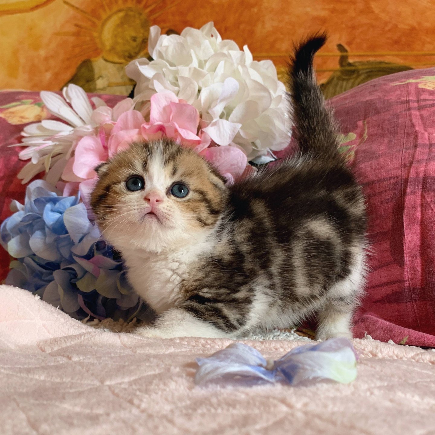 Livaï de Nekobaa - Chaton Scottish Fold Dordogne | Chatterie Nekobaa