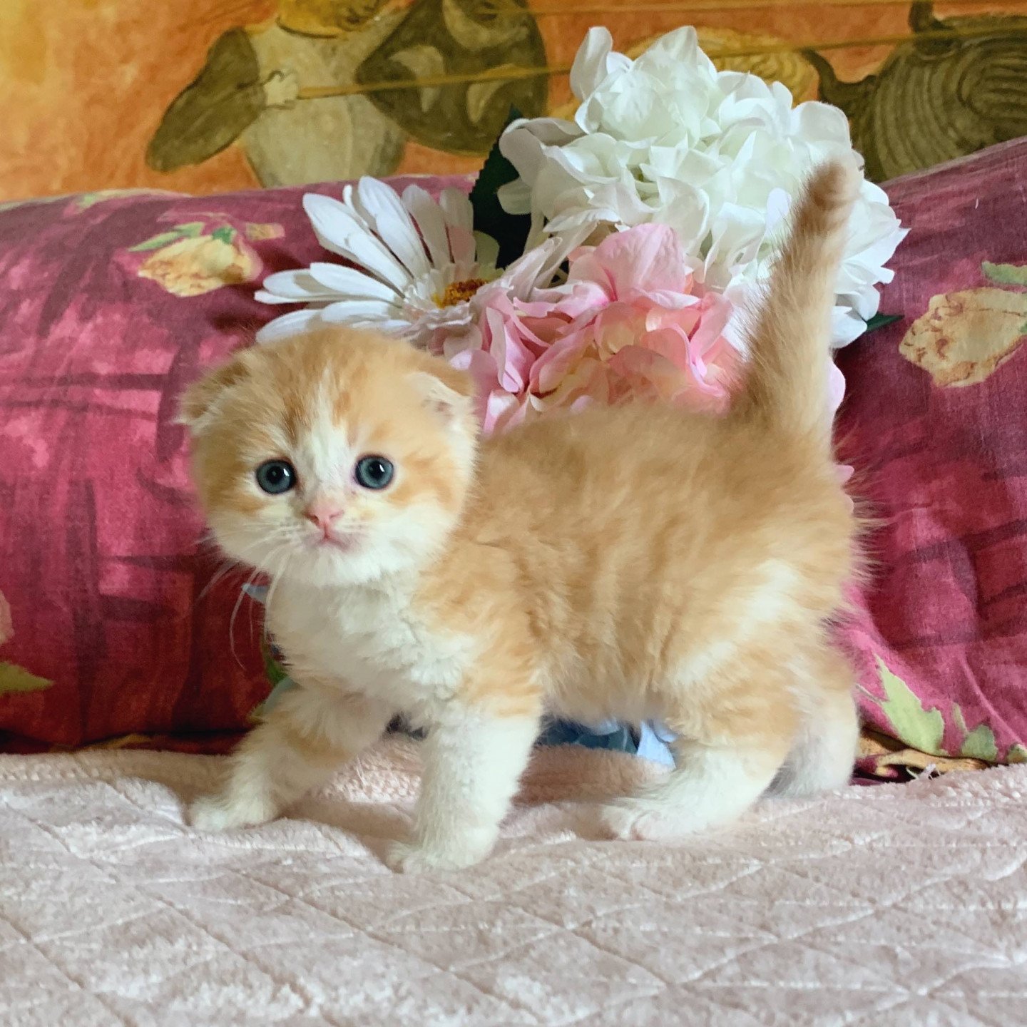 Luffy de Nekobaa - Chaton Scottish Fold Dordogne | Chatterie Nekobaa