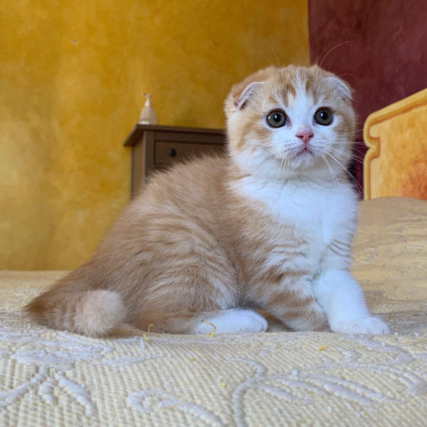 Luffy de Nekobaa - Chaton Scottish Fold Dordogne | Chatterie Nekobaa