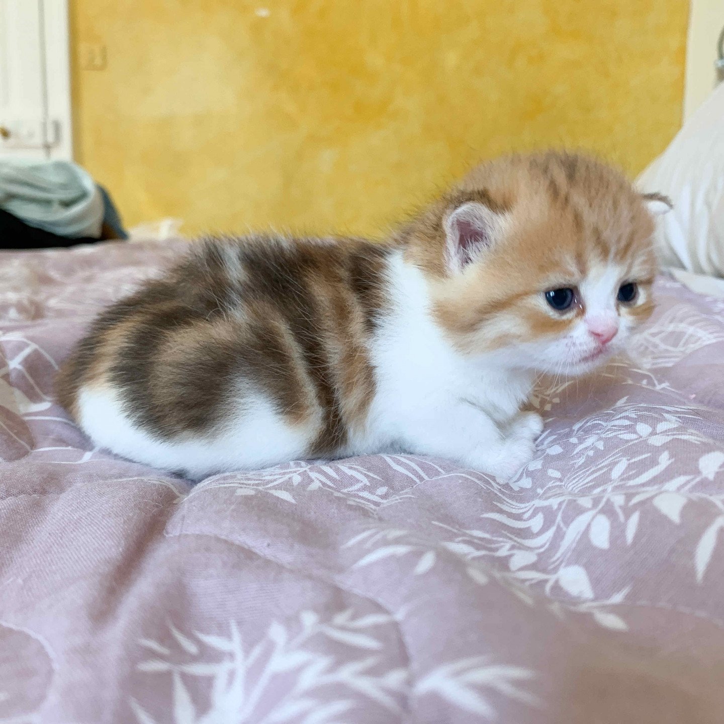 2020: Portée P : Fumiko Scottish Straight brown tortie blotched tabby ...