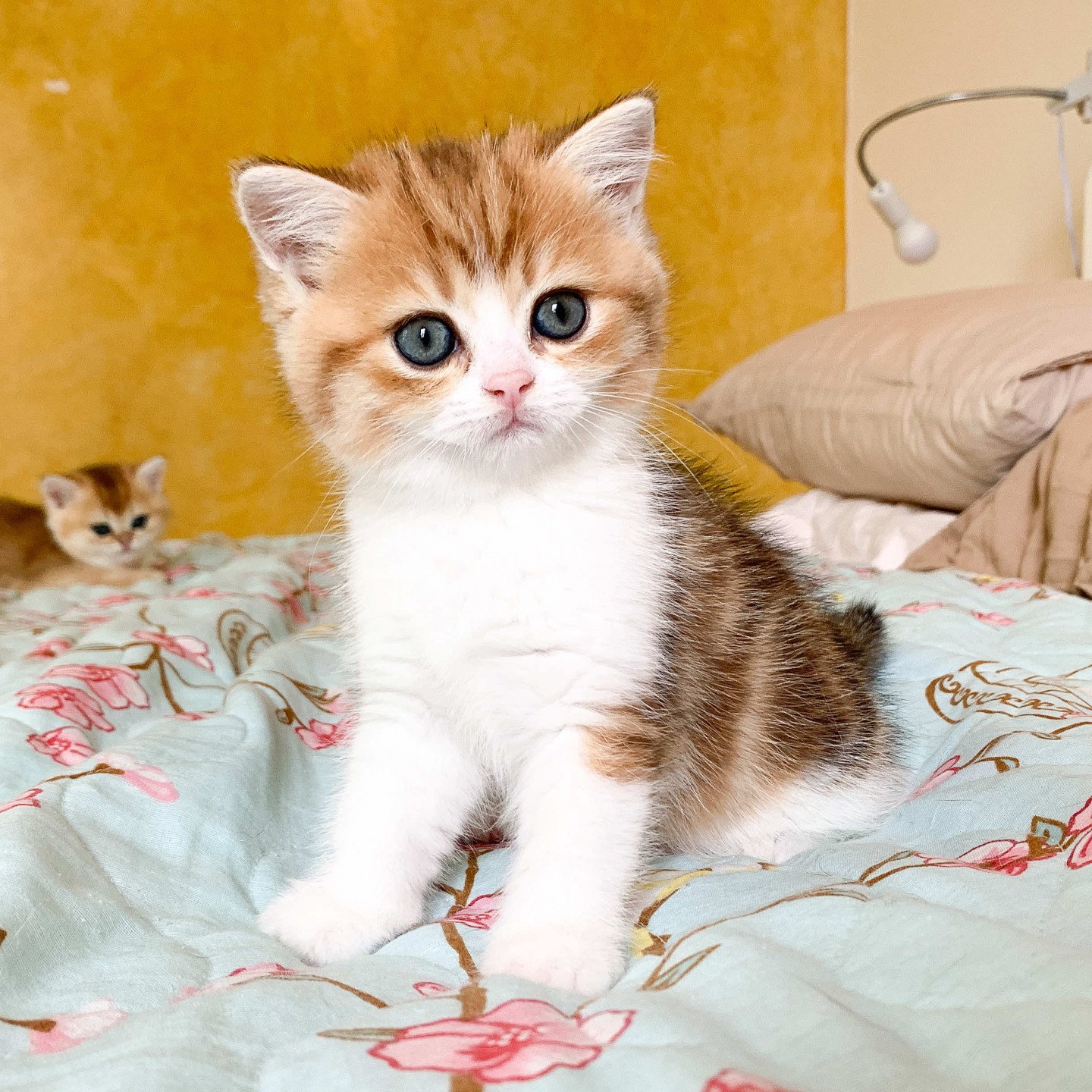 2020: Portée P : Fumiko Scottish Straight brown tortie blotched tabby ...