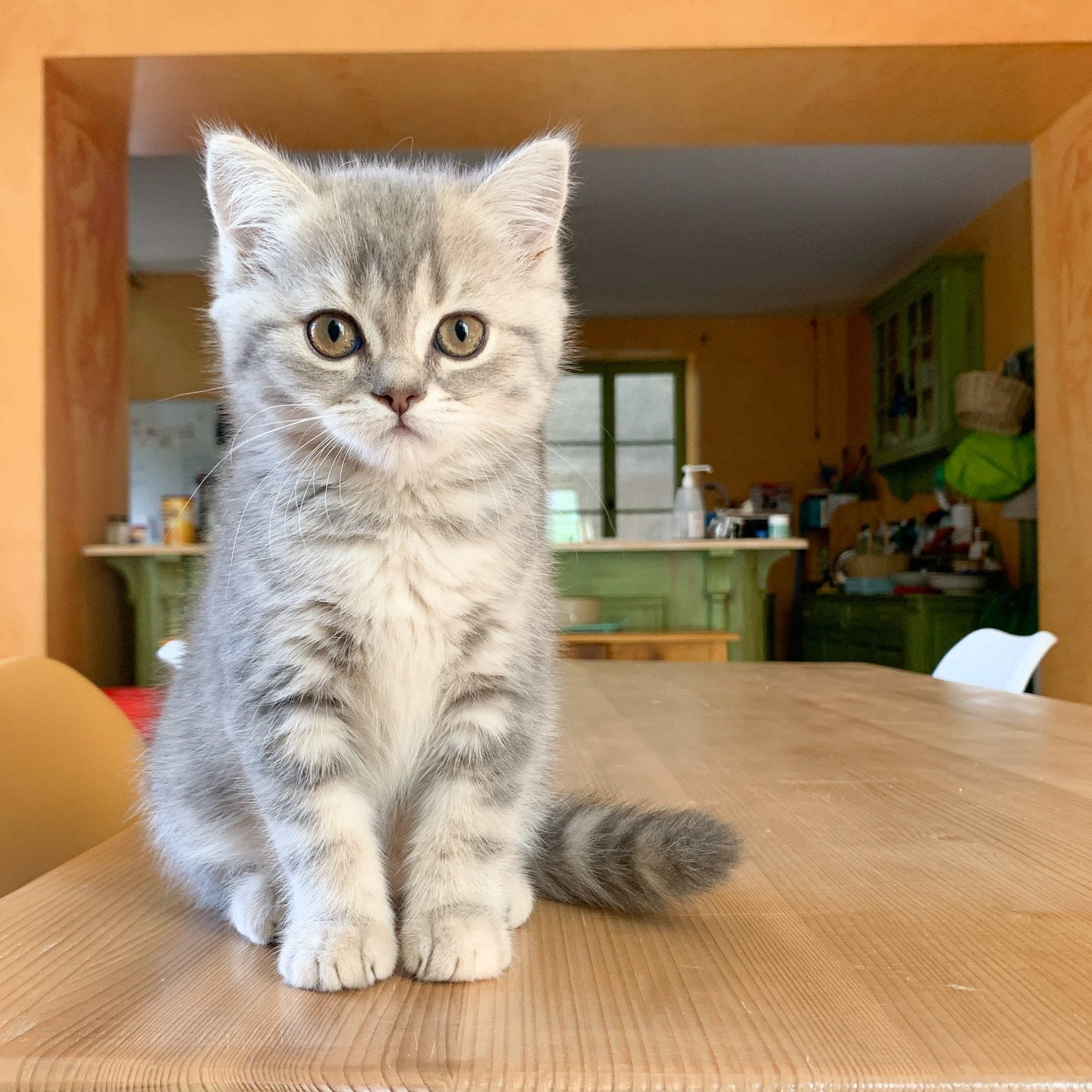 Seiko de Nekobaa - Chaton Scottish Straight Dordogne