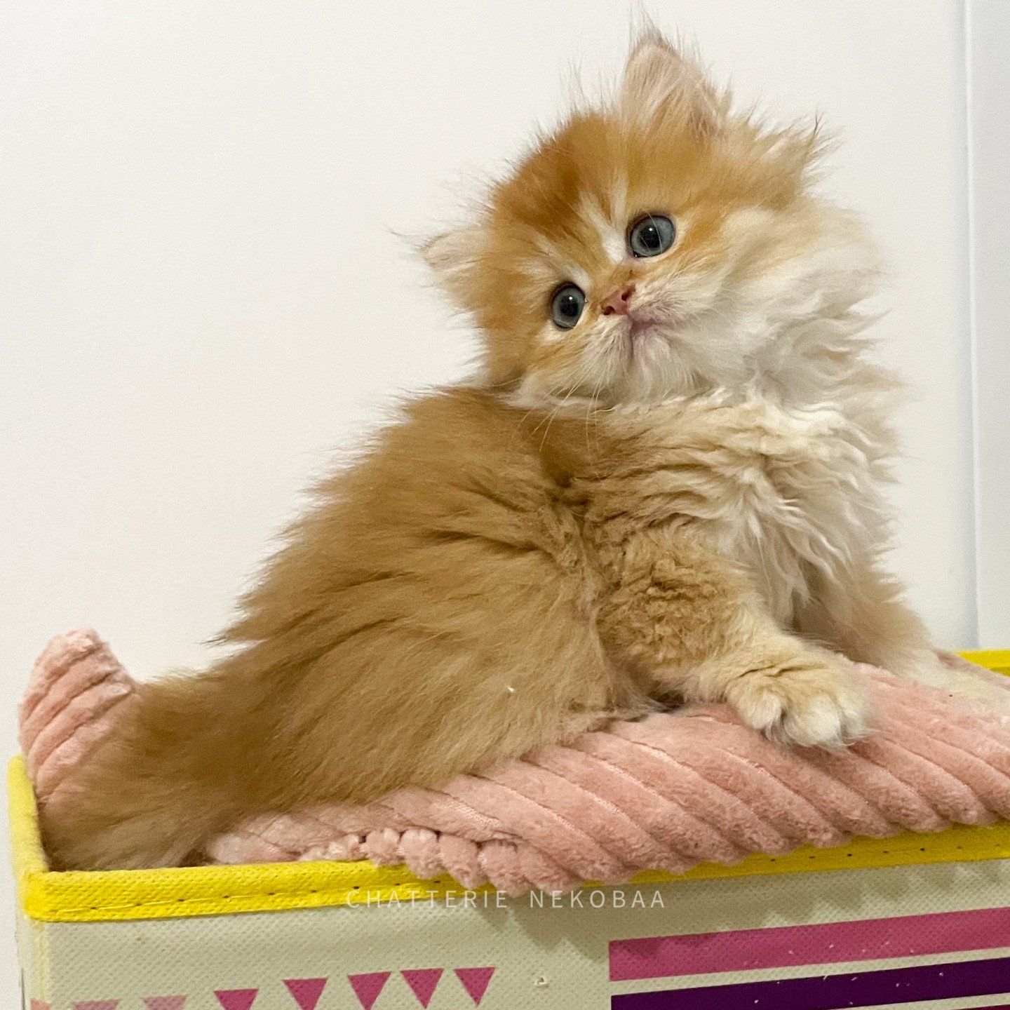 Highland straight black golden shell. Vanna de Nekobaa.