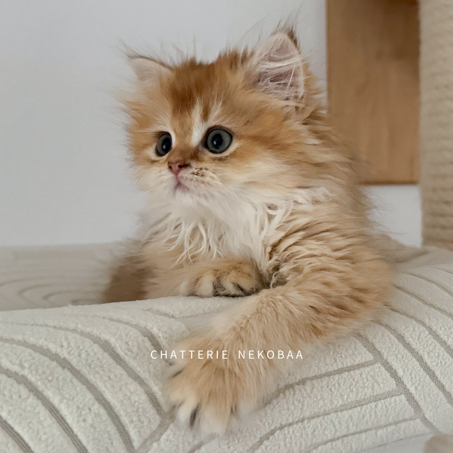 Highland straight black golden shell. Vanna de Nekobaa.