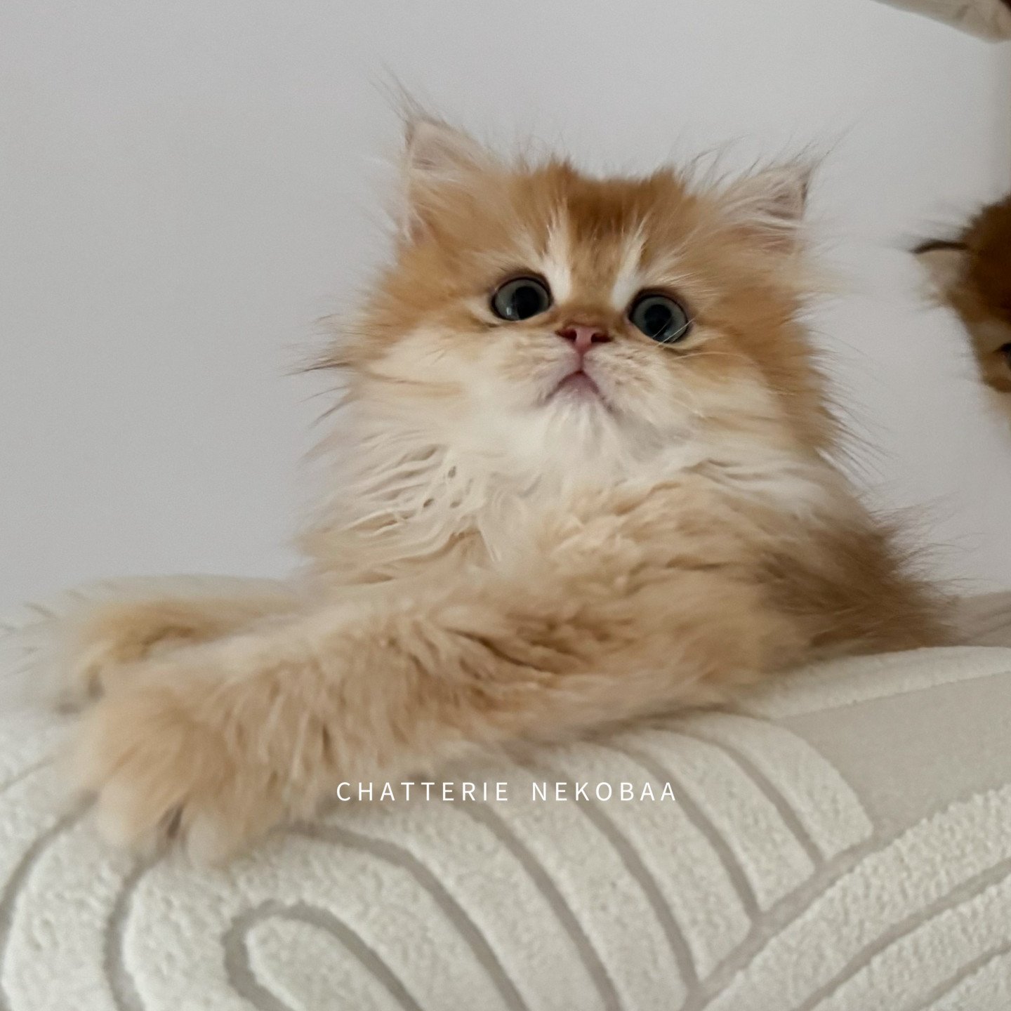 Highland straight black golden shell. Vanna de Nekobaa.