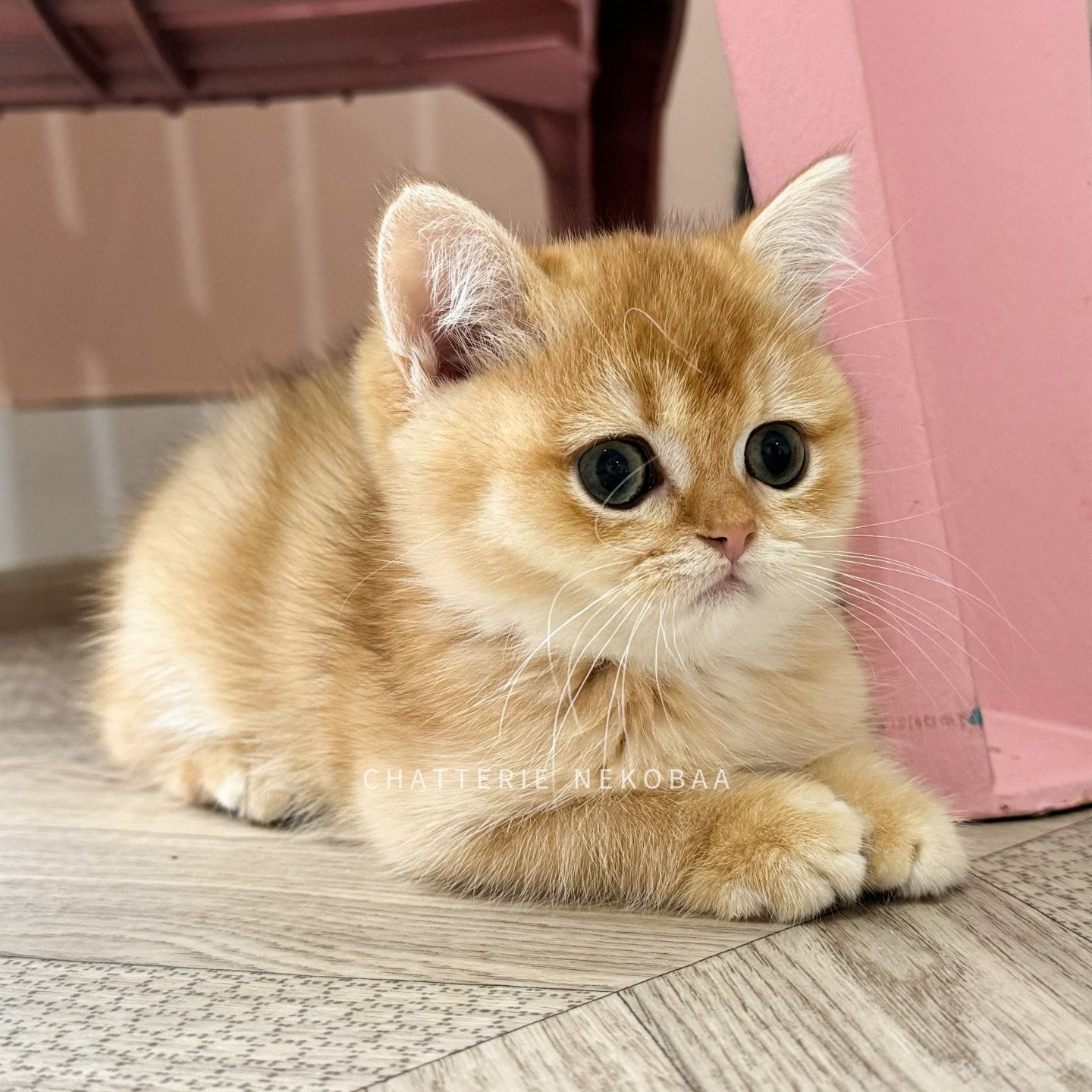 Chaton Scottish straight golden. Vidar de la chatterie Nekobaa.