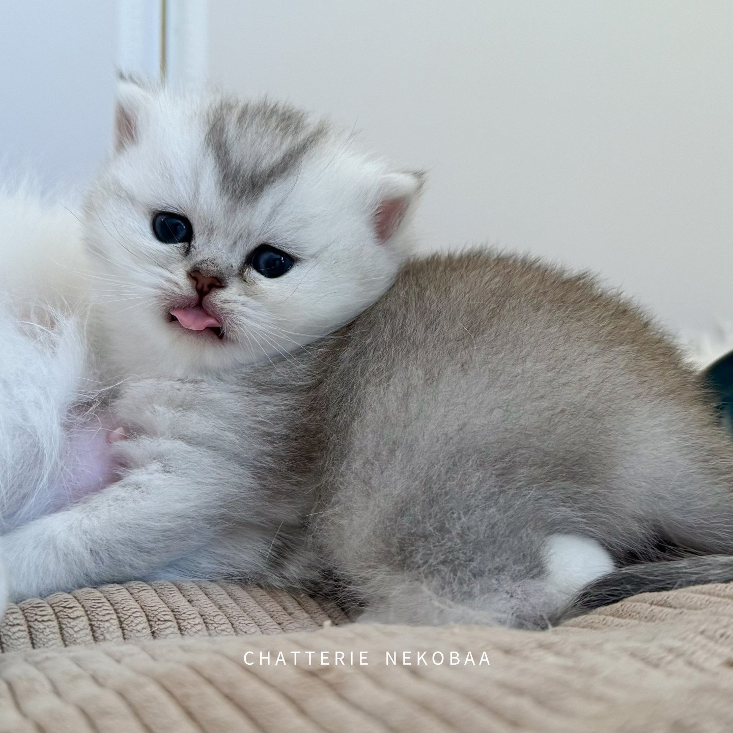 Chatons Scottish straight black golden et black silver Hanako x Yuuki