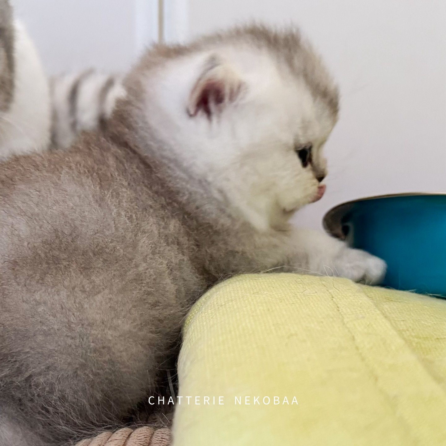 Chatons Scottish straight black golden et black silver Hanako x Yuuki