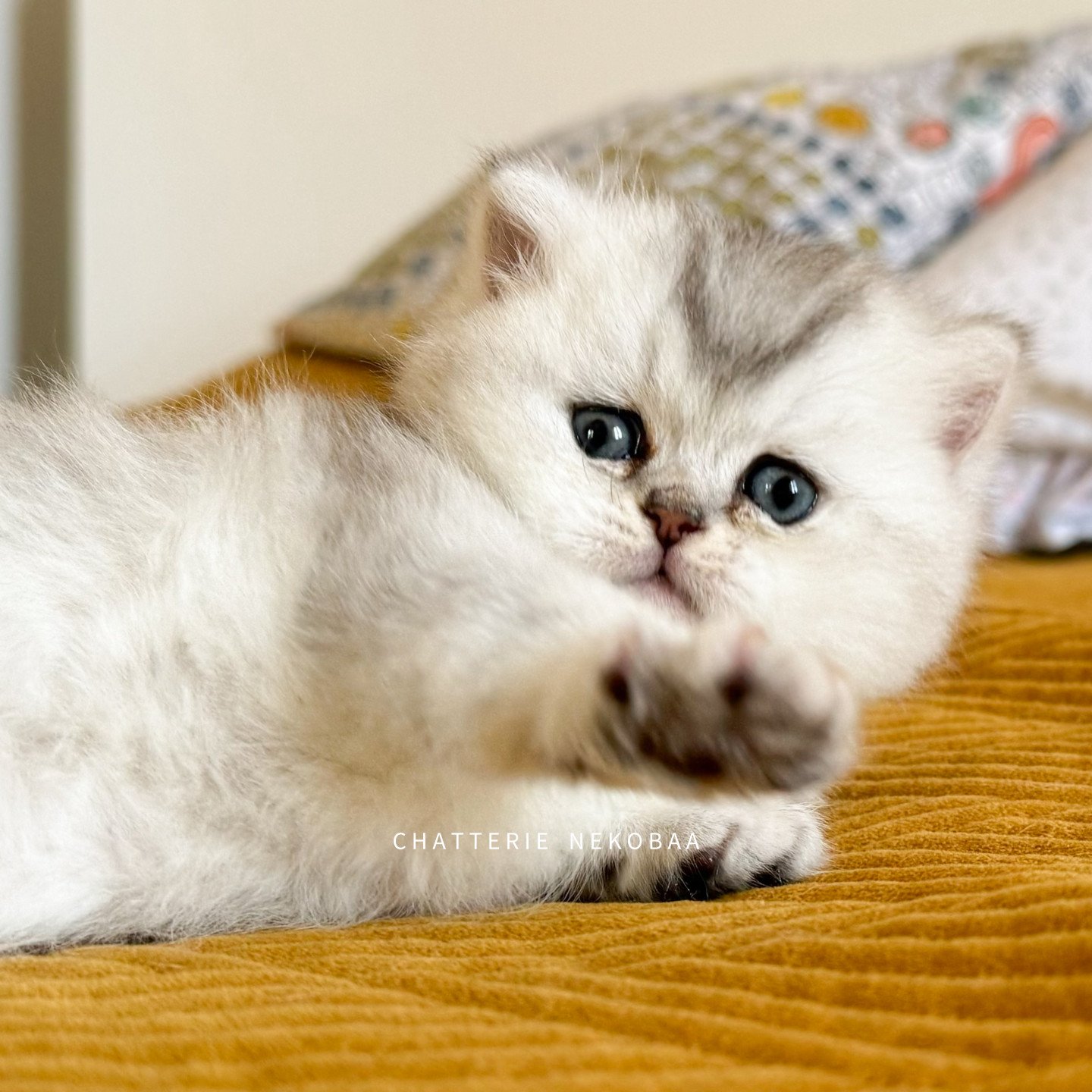 Xena Yummy de Nekobaa, Scottish straight black silver ticked.