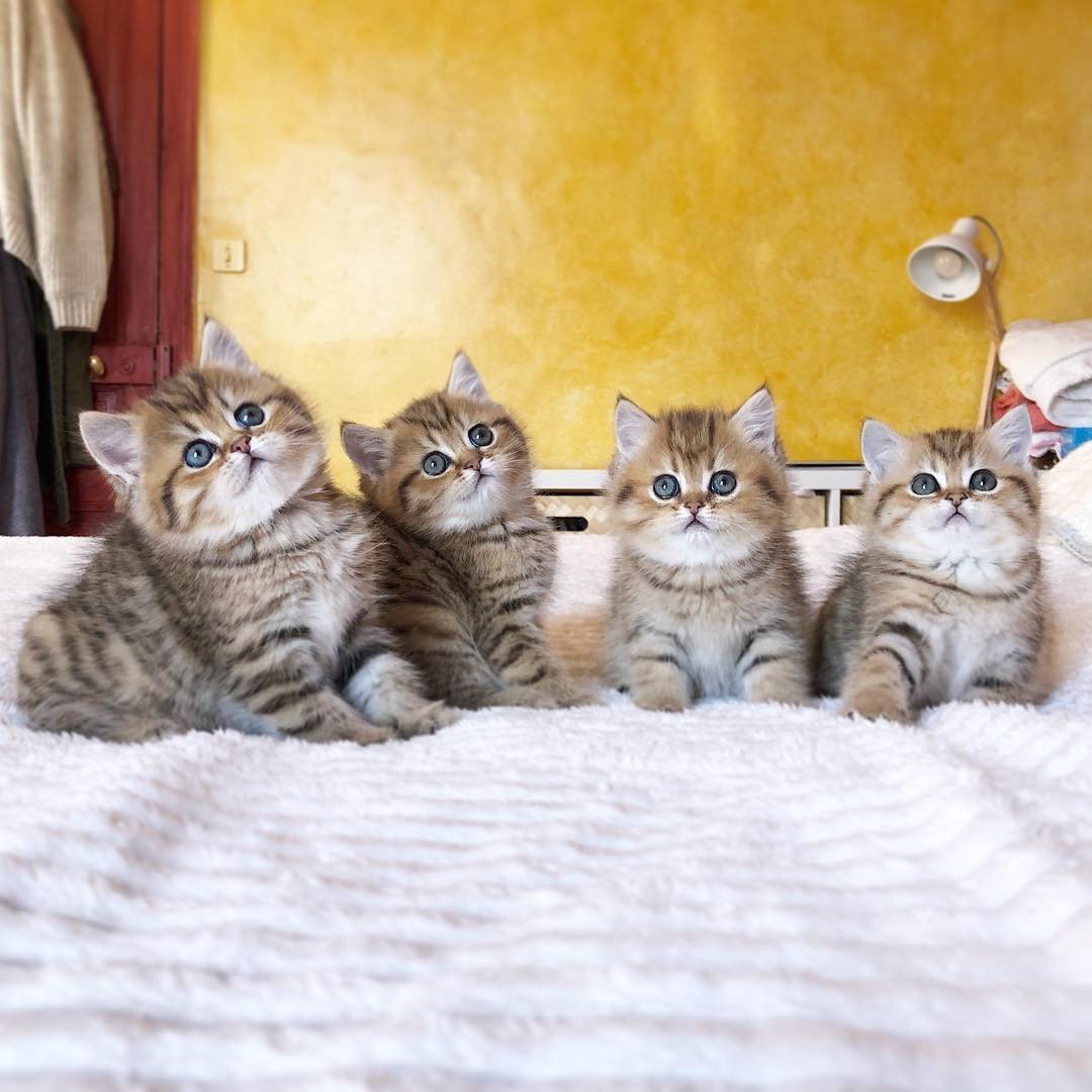 2018: Portée G : Jun Scottish Straight brown tabby Shukaku British ...