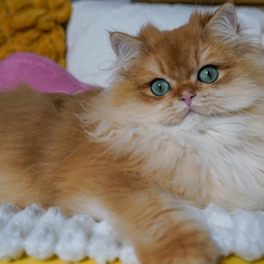 British Golden et British Silver : les couleurs rares de nos chats Nekobaa.